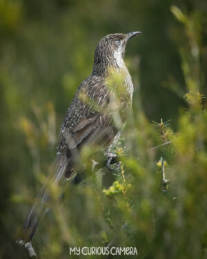 Australia’s Top Honeyeaters and How to Attract Them – My Curious Camera